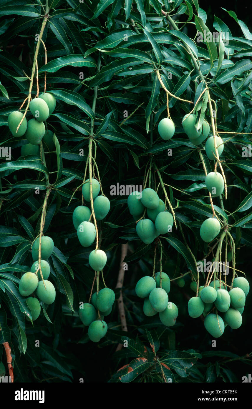 mango (Mangifera indica), young fruits at a twig Stock Photo - Alamy