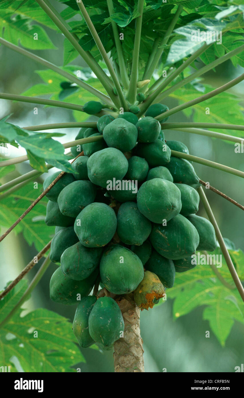 papaya, papaw, paw paw, mamao, tree melon (Carica papaya), young fruits ...