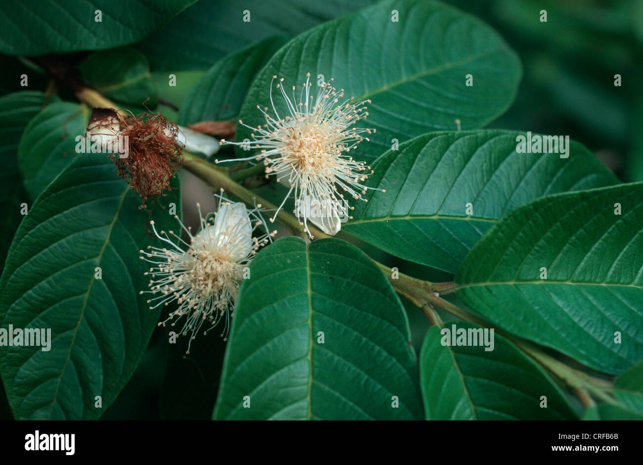 guava (Psidium guajava), blooming Stock Photo - Alamy