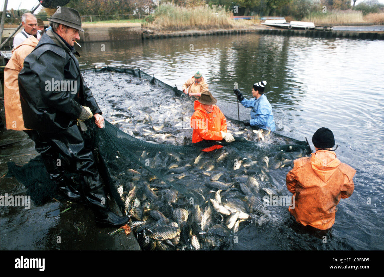 Peitz, Germany, carp fishermen bringing in their fishing net Stock ...