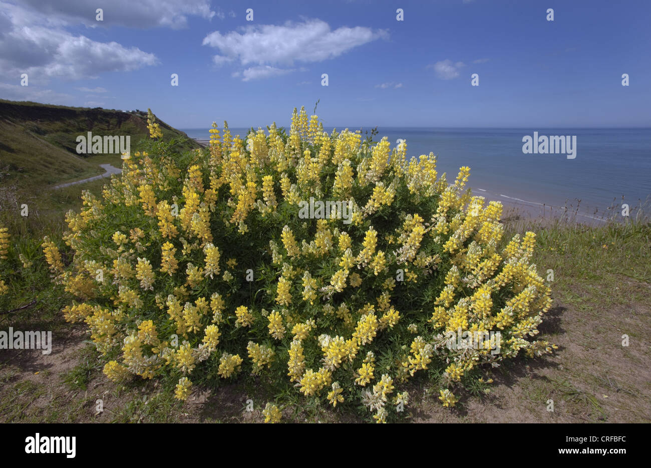 Tree Lupin Lupinus abororeus growing on Cliffs at Trimmingham Norfolk ...