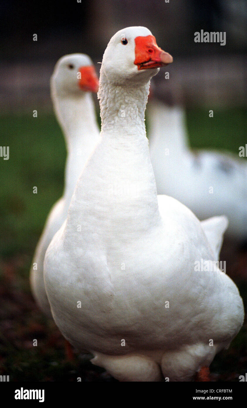 Gaenserich hi-res stock photography and images - Alamy