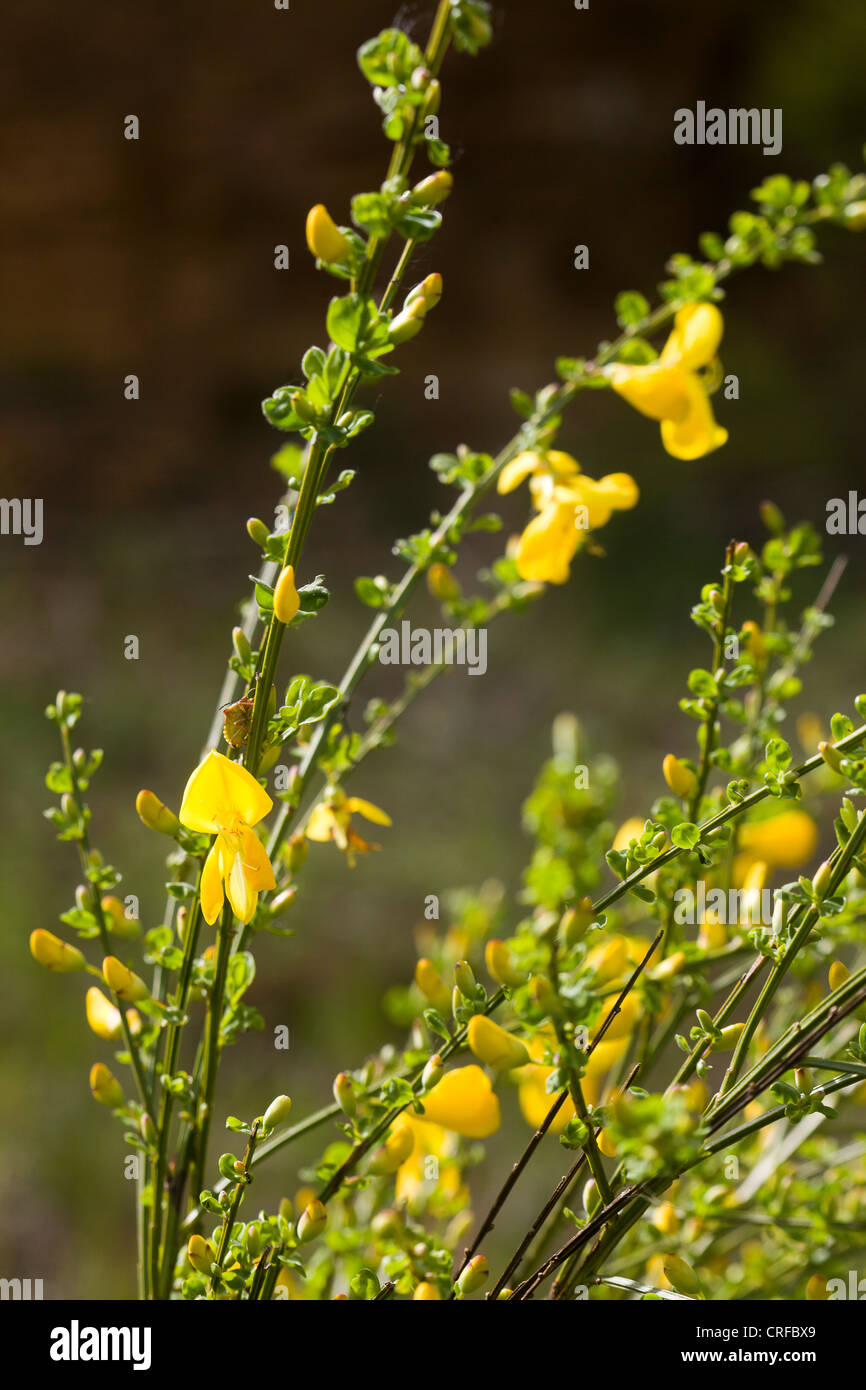 Broom bush hi-res stock photography and images - Alamy