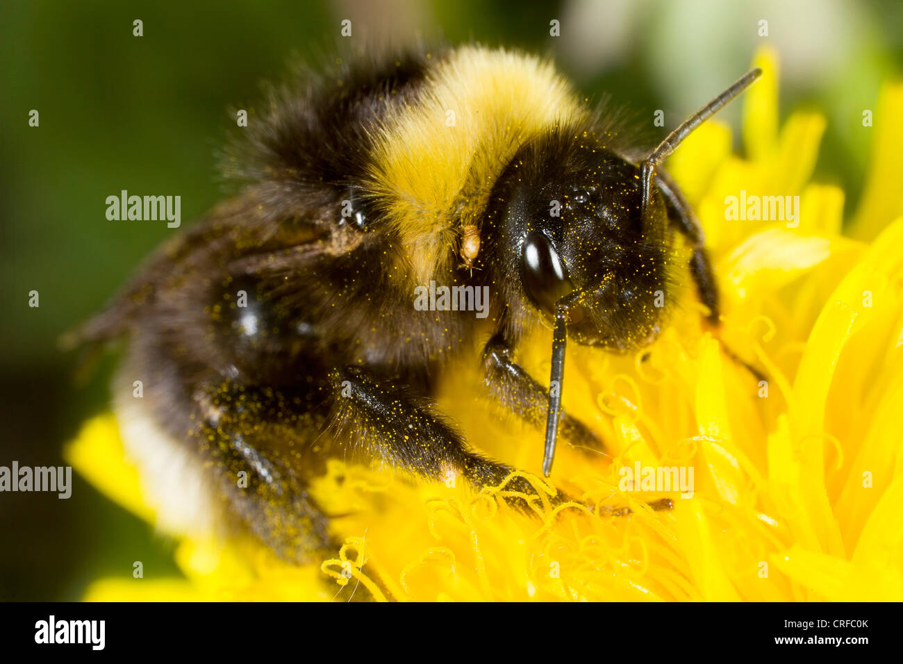 Bumblebee europe hi-res stock photography and images - Alamy