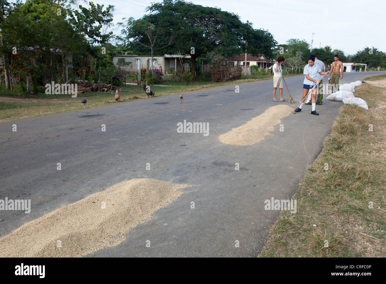 Rice drying on the road hi-res stock photography and images - Alamy