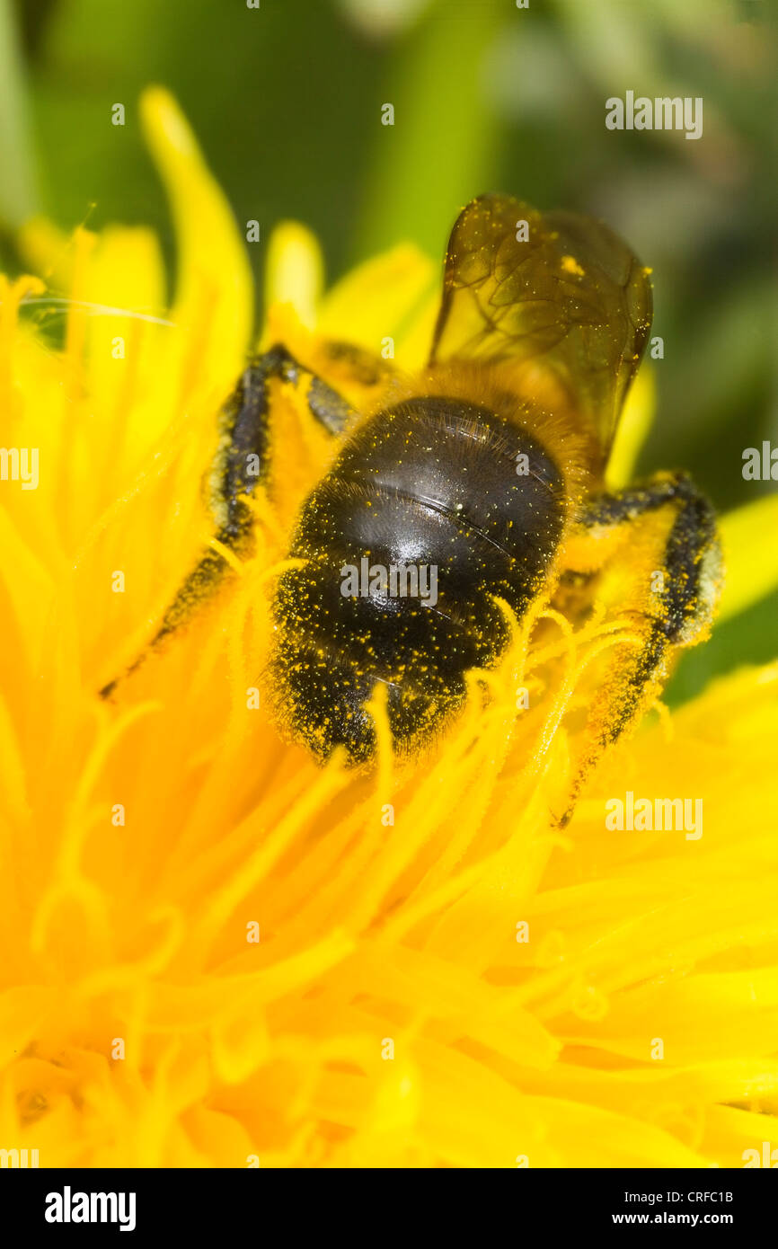 Back view of bumblebee hi-res stock photography and images - Alamy