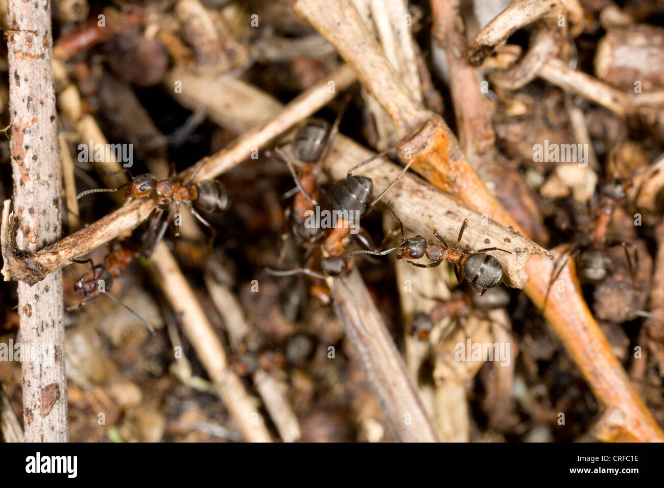 Red forest ants hi-res stock photography and images - Alamy