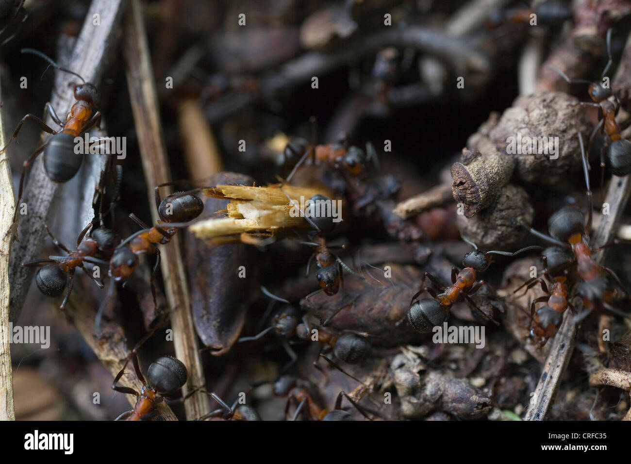 Forest ants red ants hi-res stock photography and images - Alamy