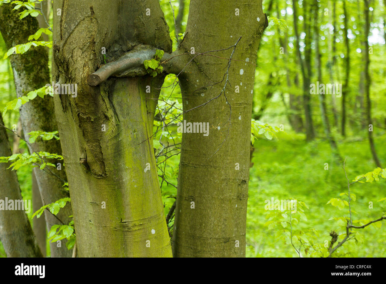 Grove of beech trees hi-res stock photography and images - Alamy