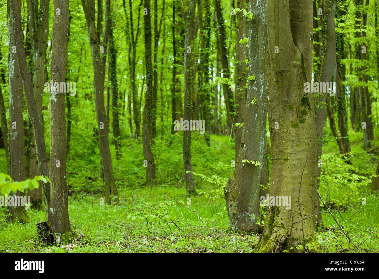 Grove of beech trees hi-res stock photography and images - Alamy