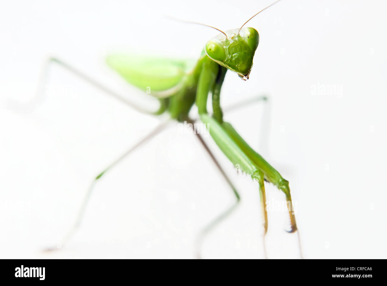 Green praying mantis stick insect hi-res stock photography and images ...