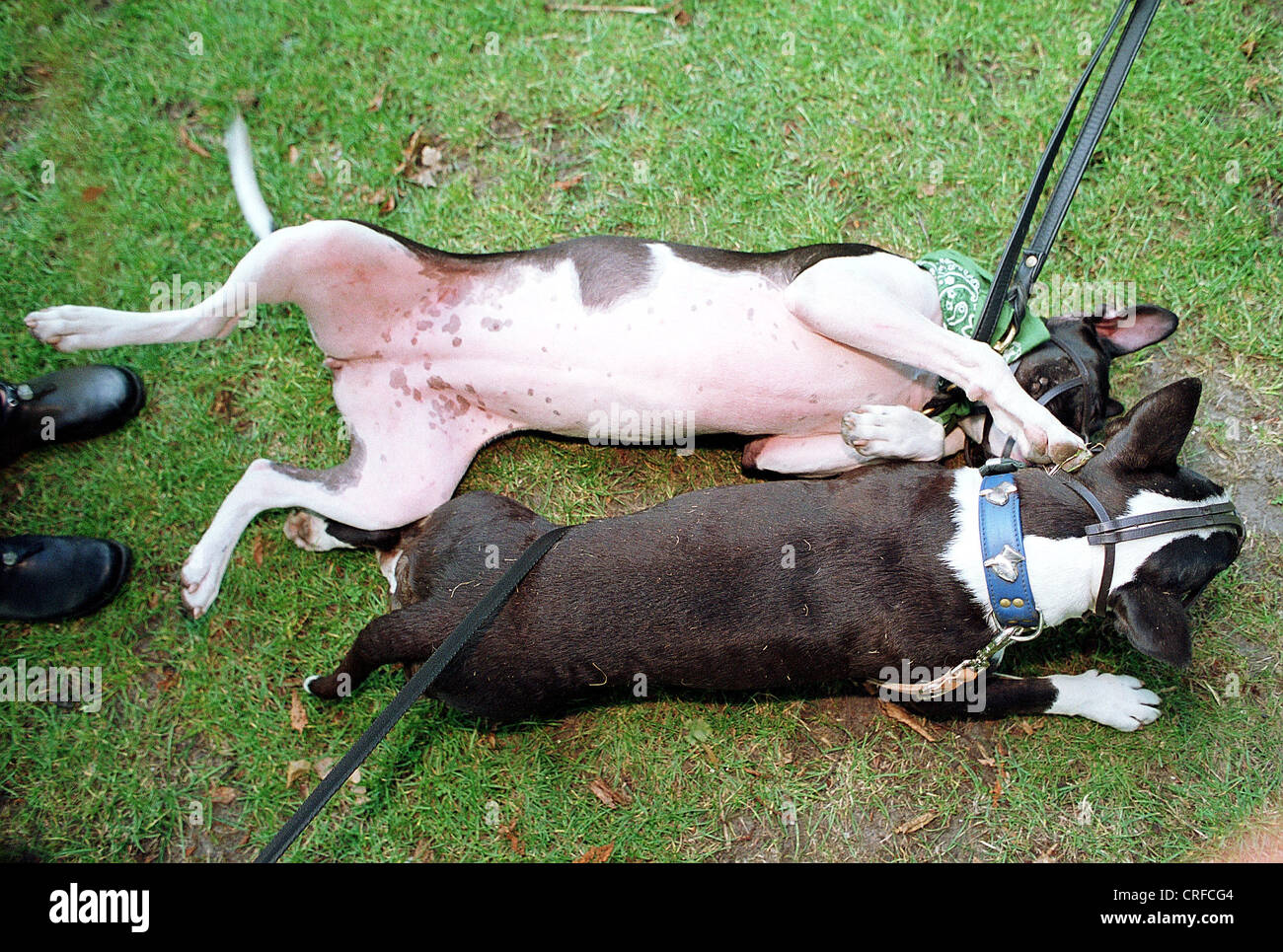 Muzzled hi-res stock photography and images - Alamy