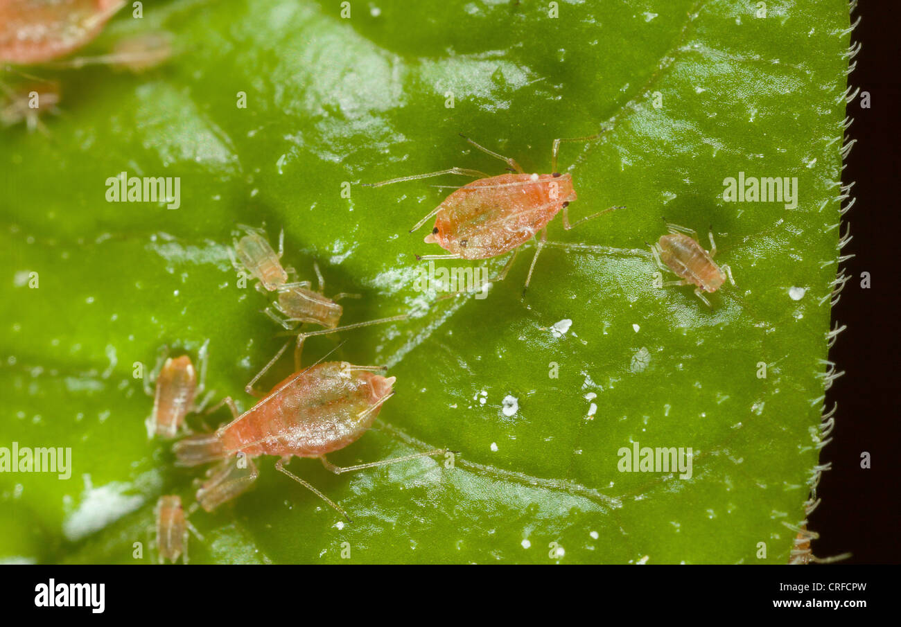 Nymph aphids hi-res stock photography and images - Alamy