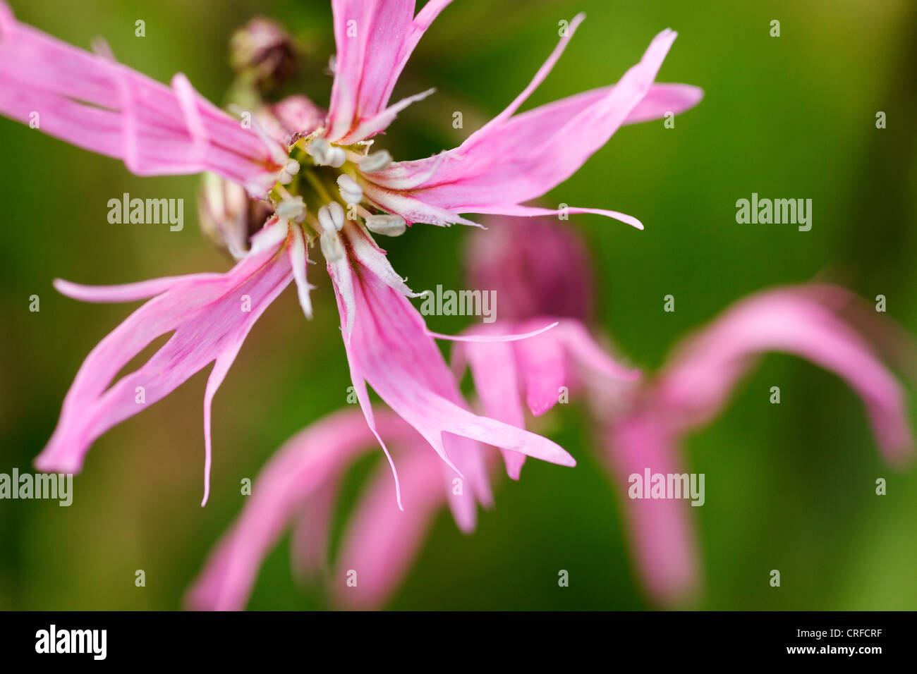 Robin flower hi-res stock photography and images - Alamy