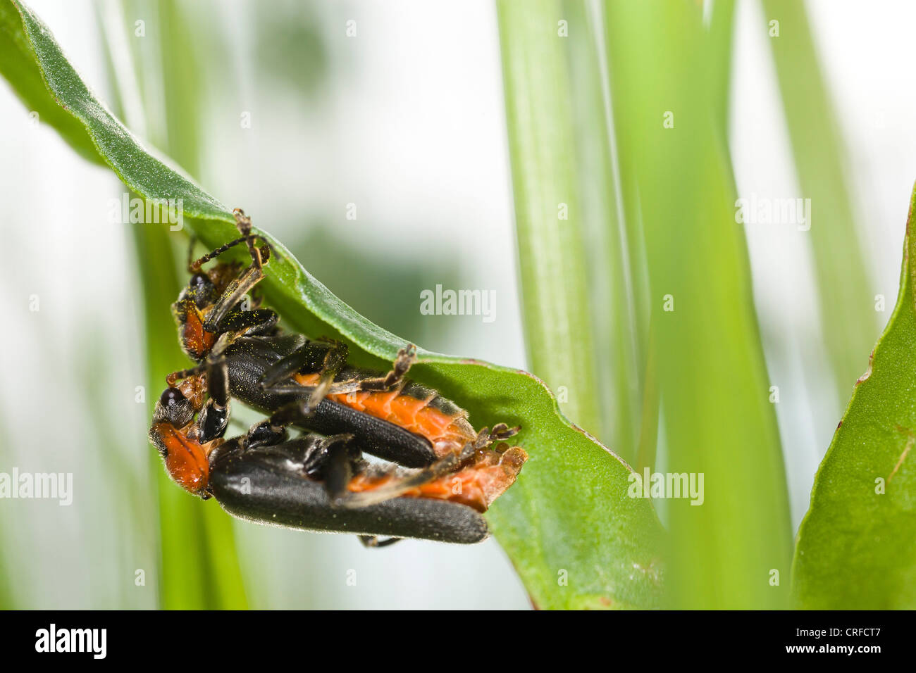 Cantharis rustica soldier beetle (Cantharidae) copulating upside down ...