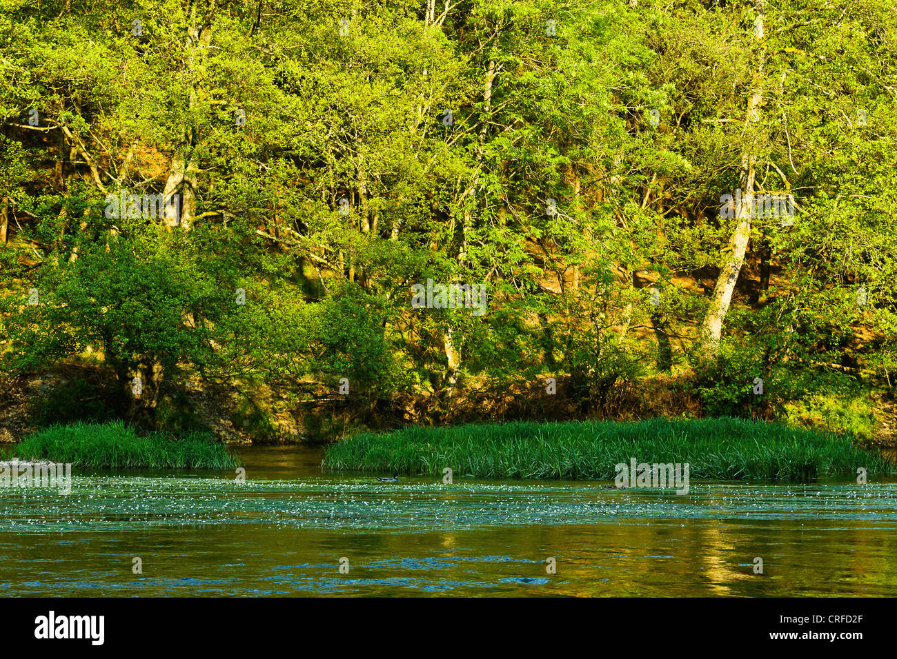 River water crowfoot hi-res stock photography and images - Alamy