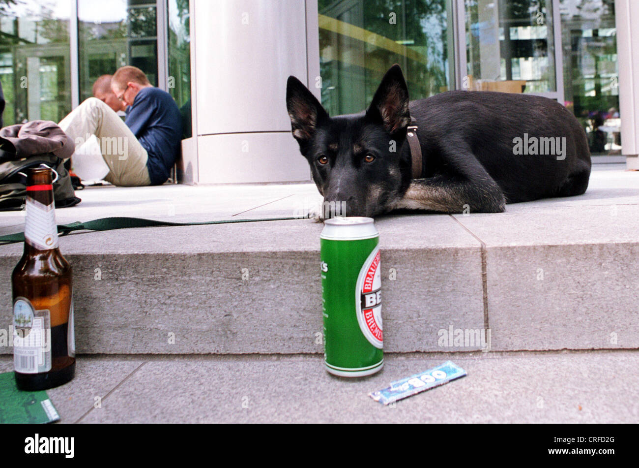 Schaefer dog lying behind beer can Stock Photo - Alamy