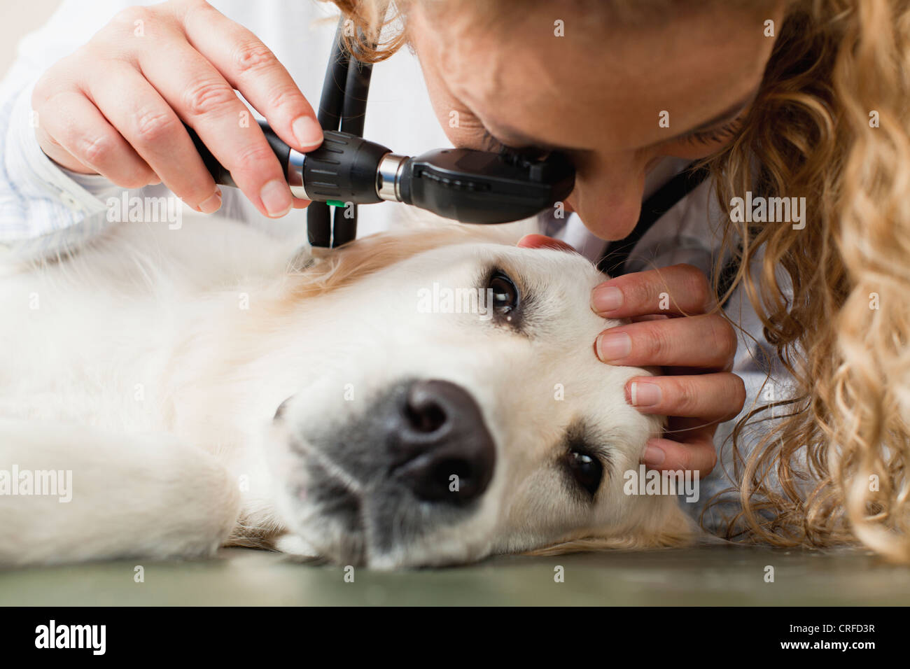 Veterinarian examining dog in office Stock Photo - Alamy