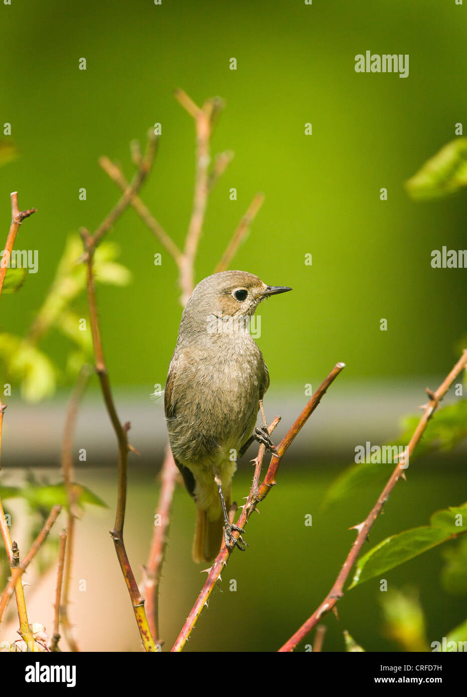 Female common Redstart (Phoenicurus phoenicurus) on a rose bush in a ...