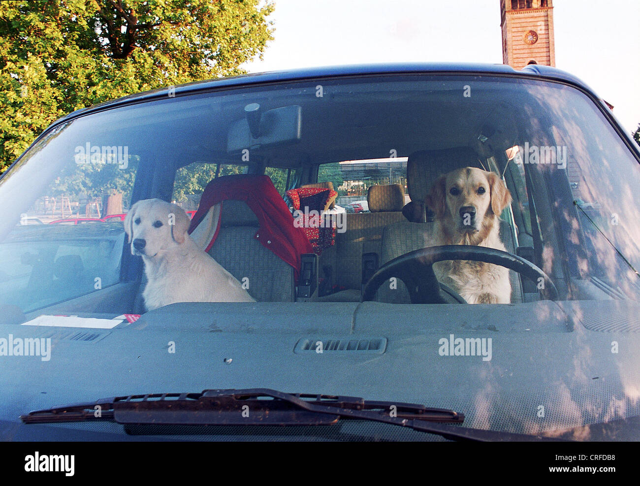 Dog behind the wheel of a car Stock Photo - Alamy