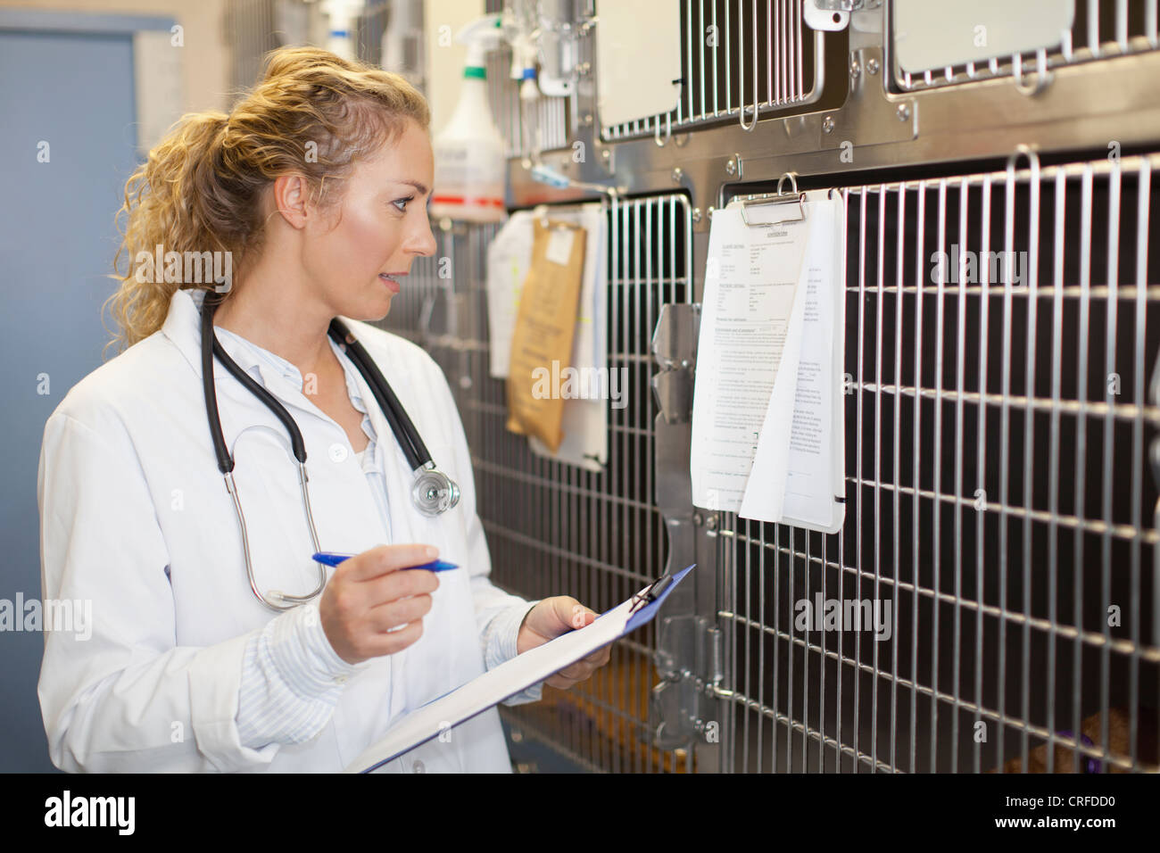 Veterinarian reading animals chart Stock Photo - Alamy