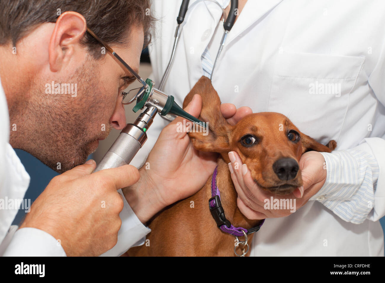 Veterinarians examining dogs ear Stock Photo - Alamy