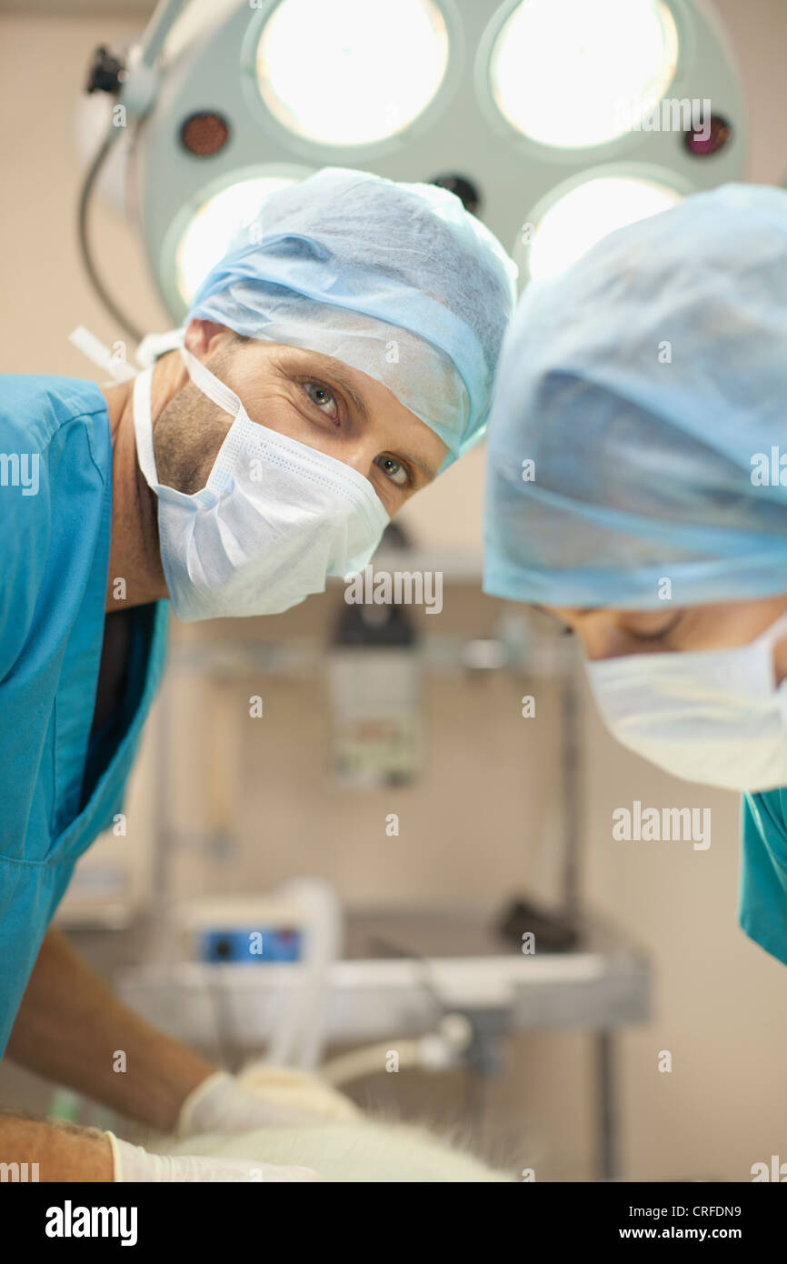 Veterinary surgeons working together Stock Photo - Alamy