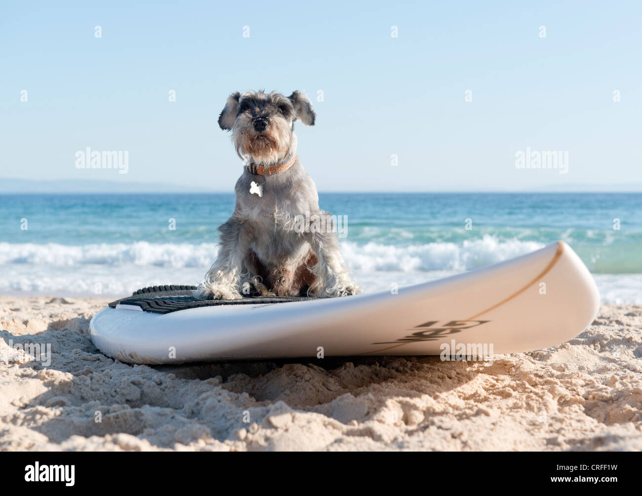 Dog on top of a surf board Stock Photo - Alamy