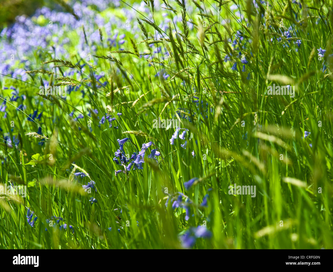bluebell wood near Wincle in the Dane Valley, Peak District Stock Photo ...
