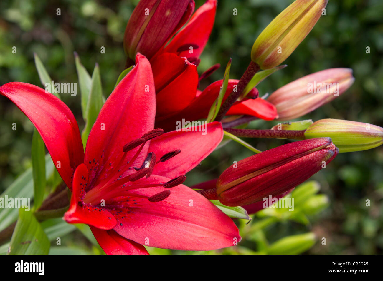 Lilies in a garden pot Stock Photo - Alamy