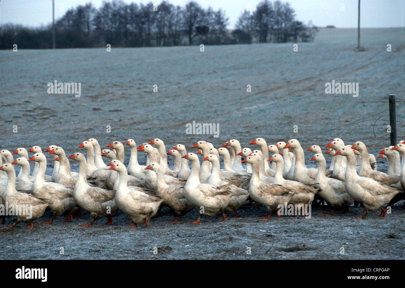 German geese hi-res stock photography and images - Alamy