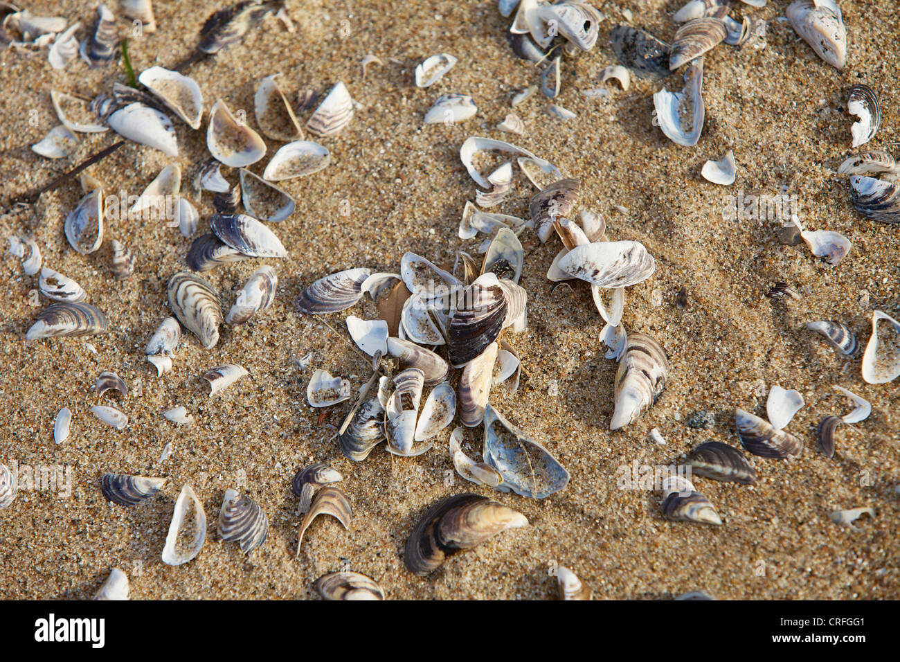 Zebra Mussels On Beaches