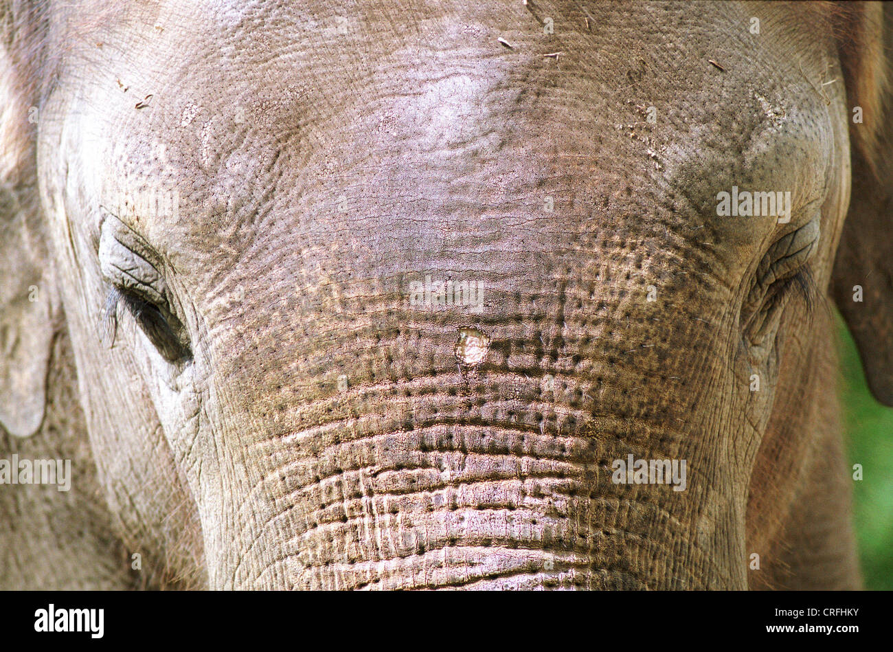 Head of an Indian elephant Stock Photo - Alamy