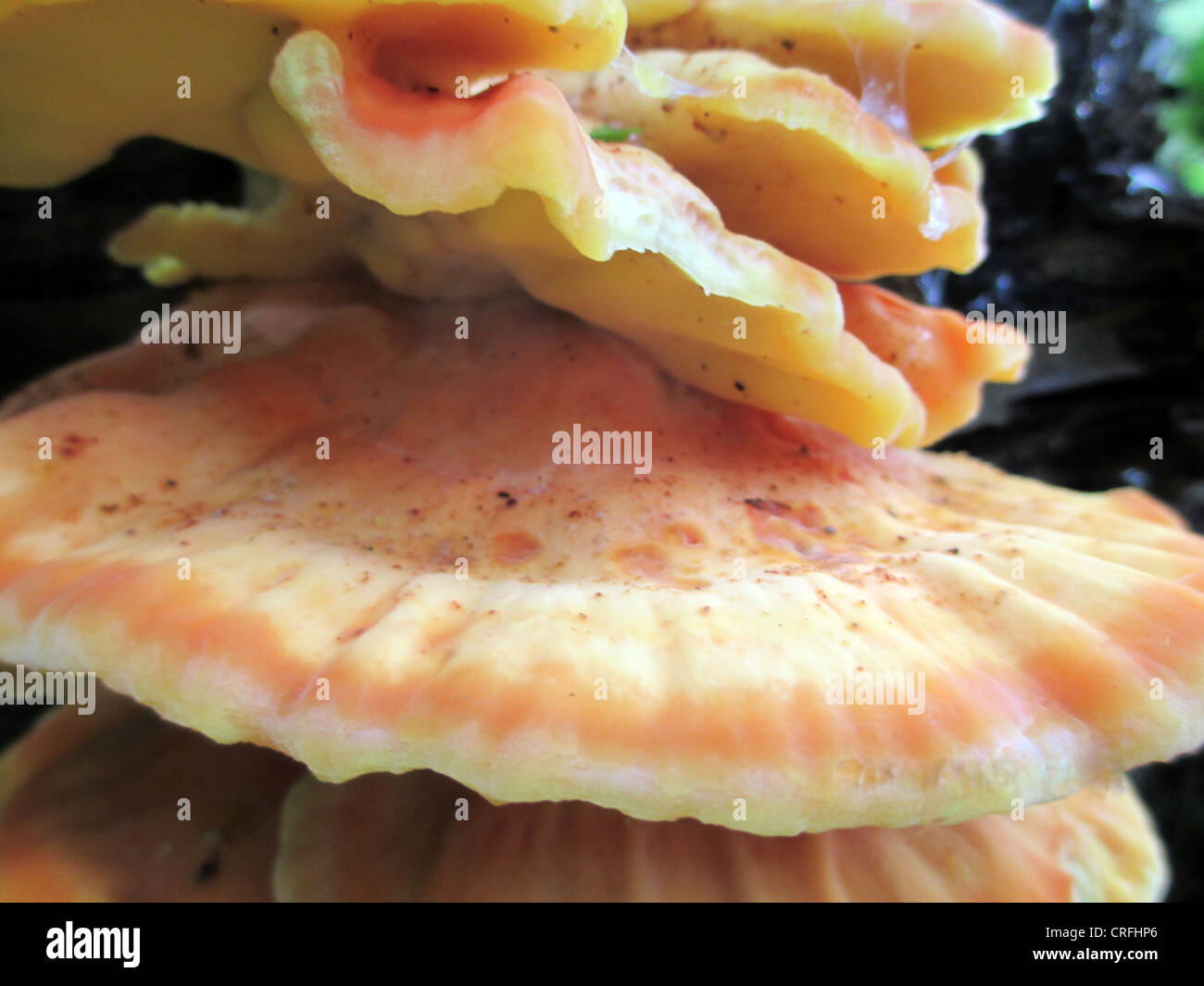 CHICKEN OF THE WOODS fungus (Laetiporus sulphureus) Photo Tony Gale ...