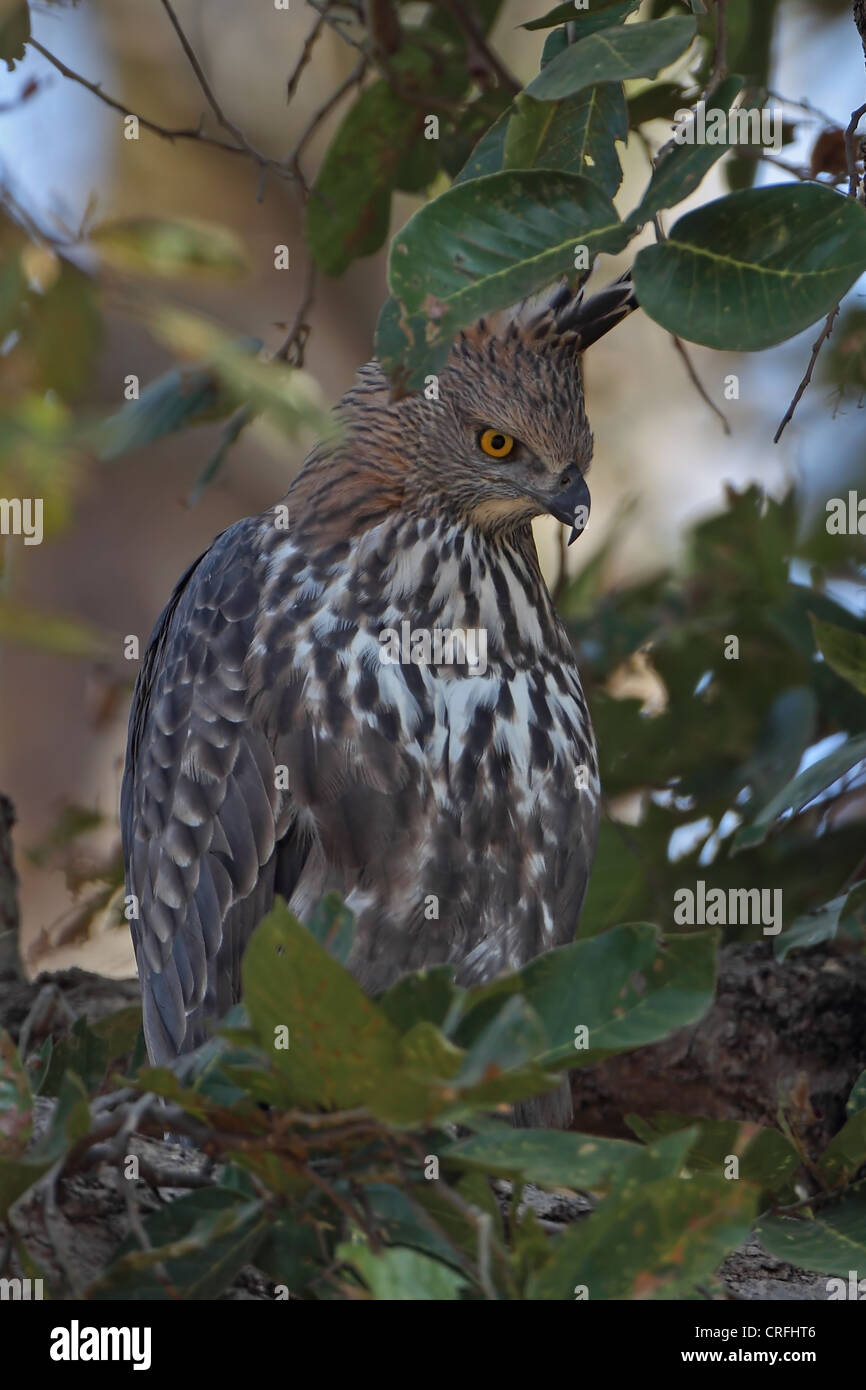 Crested Hawk-eagle (Spizaetus cirrhatus Stock Photo - Alamy