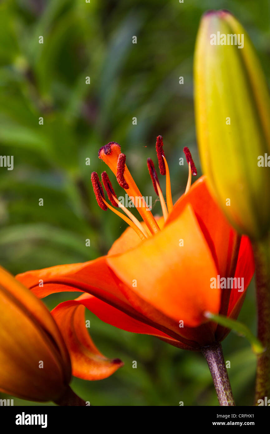 Lilies in a garden pot Stock Photo - Alamy