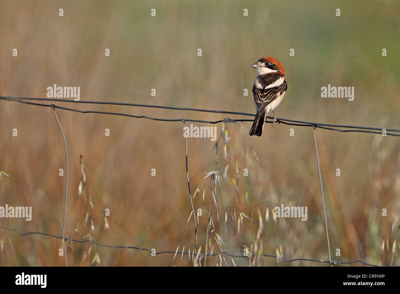 Woodchat Shrike (Lanius senator Stock Photo - Alamy