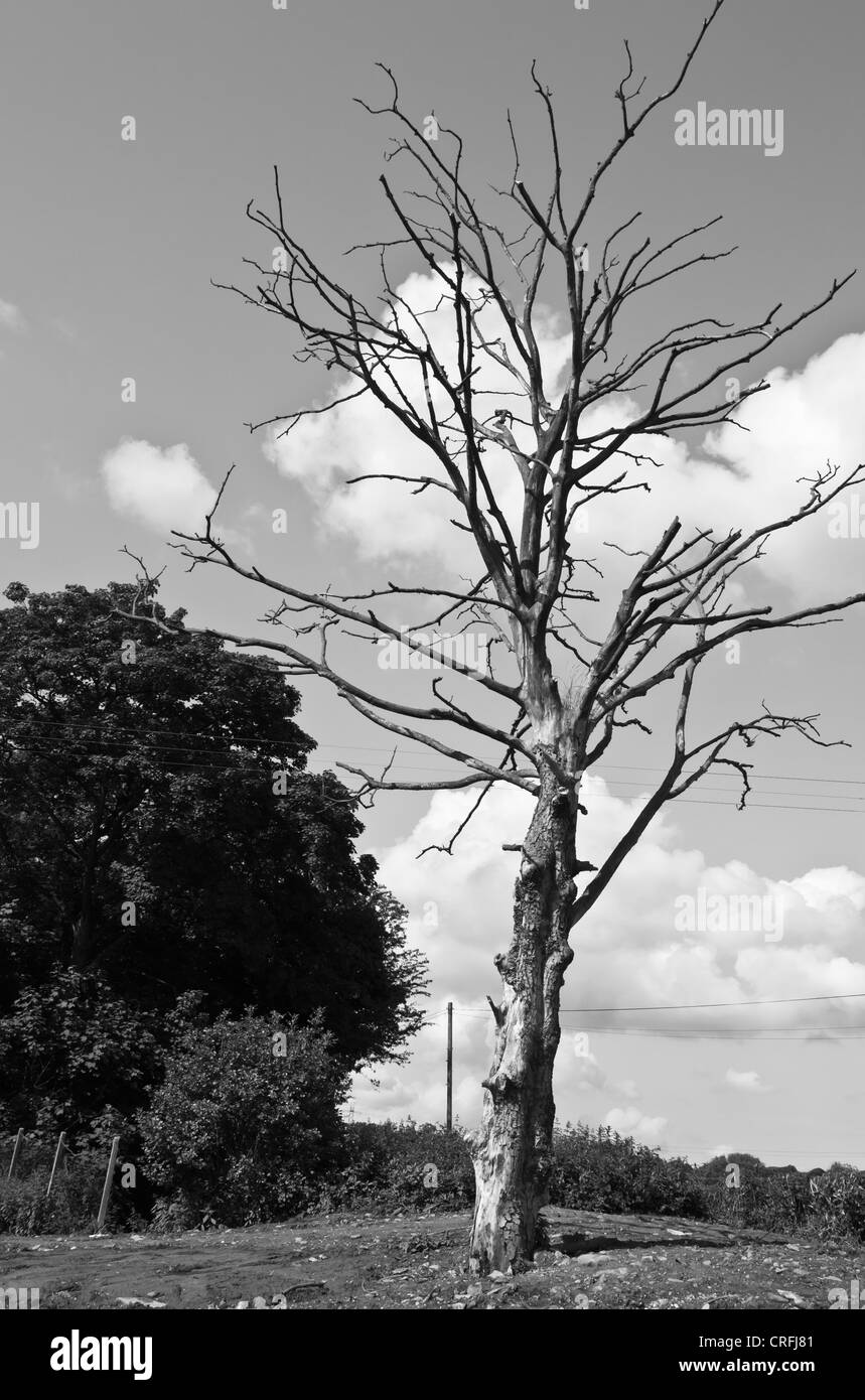 remains of dead tree in black and white Stock Photo - Alamy