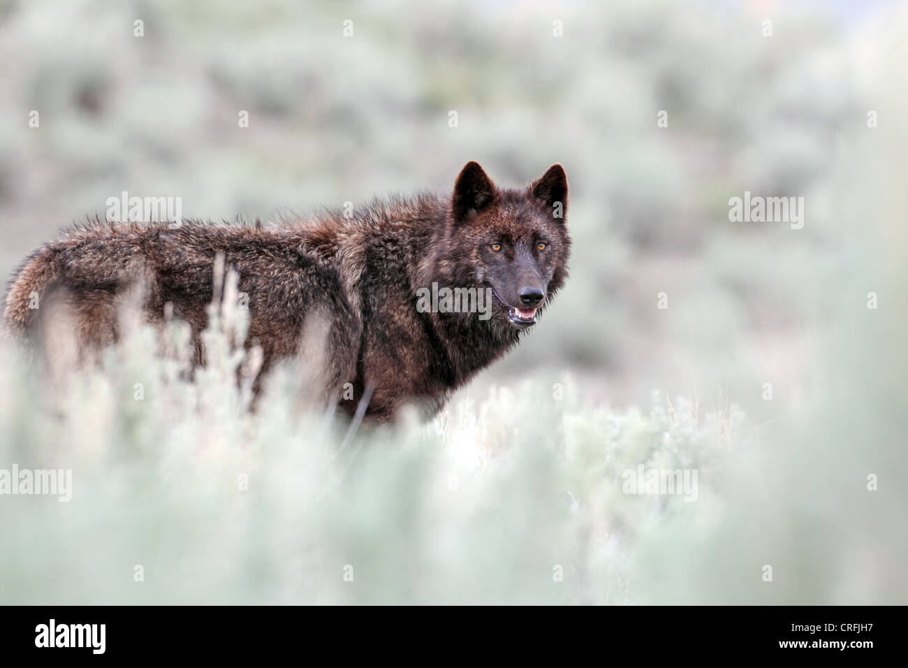 A black wolf (Canis lupus) from the Mollies pack surveys the Lamar ...