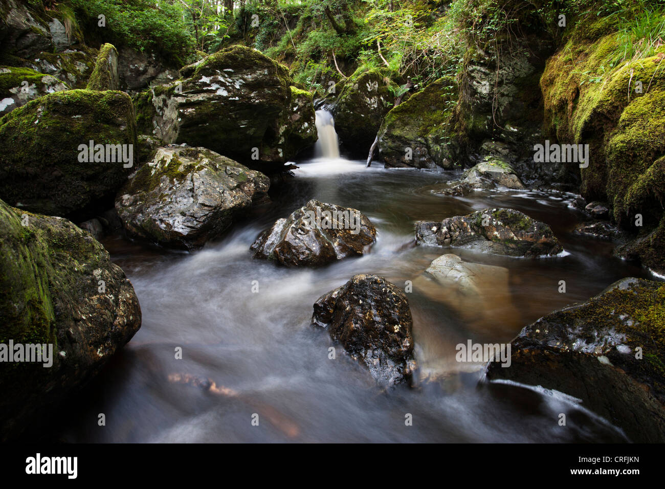 Cree woodland green forest scotland hi-res stock photography and images ...