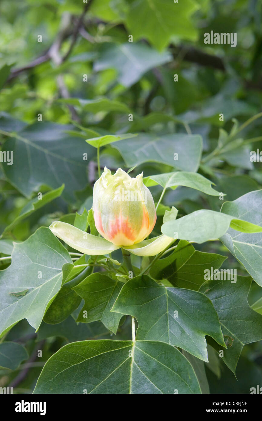 Flower of tulip tree, Liriodendron tulipifera Stock Photo - Alamy