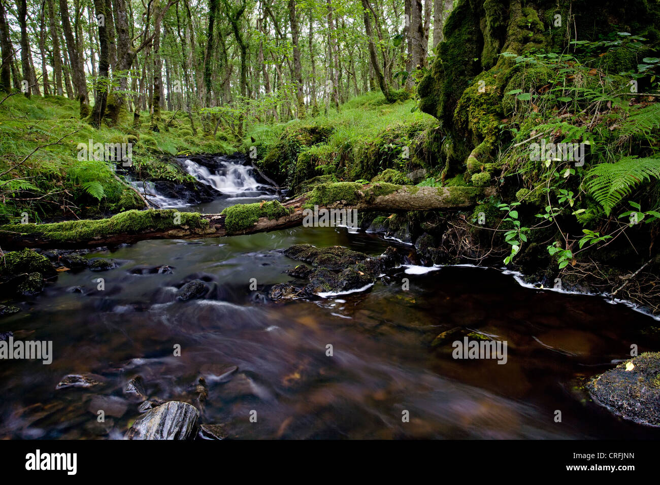 Wood of Cree, Dumfries and Galloway, Scotland Stock Photo - Alamy