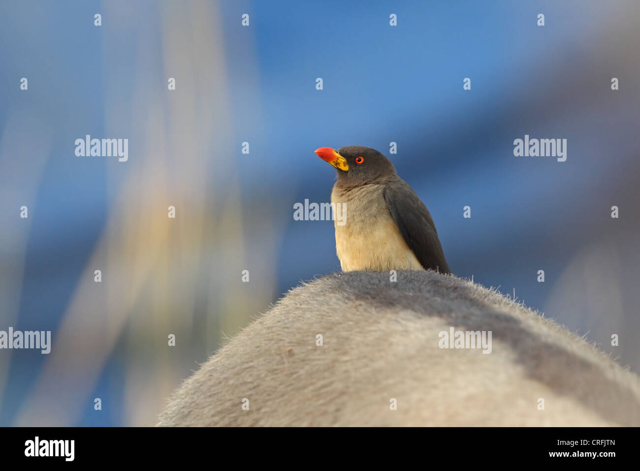Yellow-billed Oxpecker (Buphagus africanus Stock Photo - Alamy