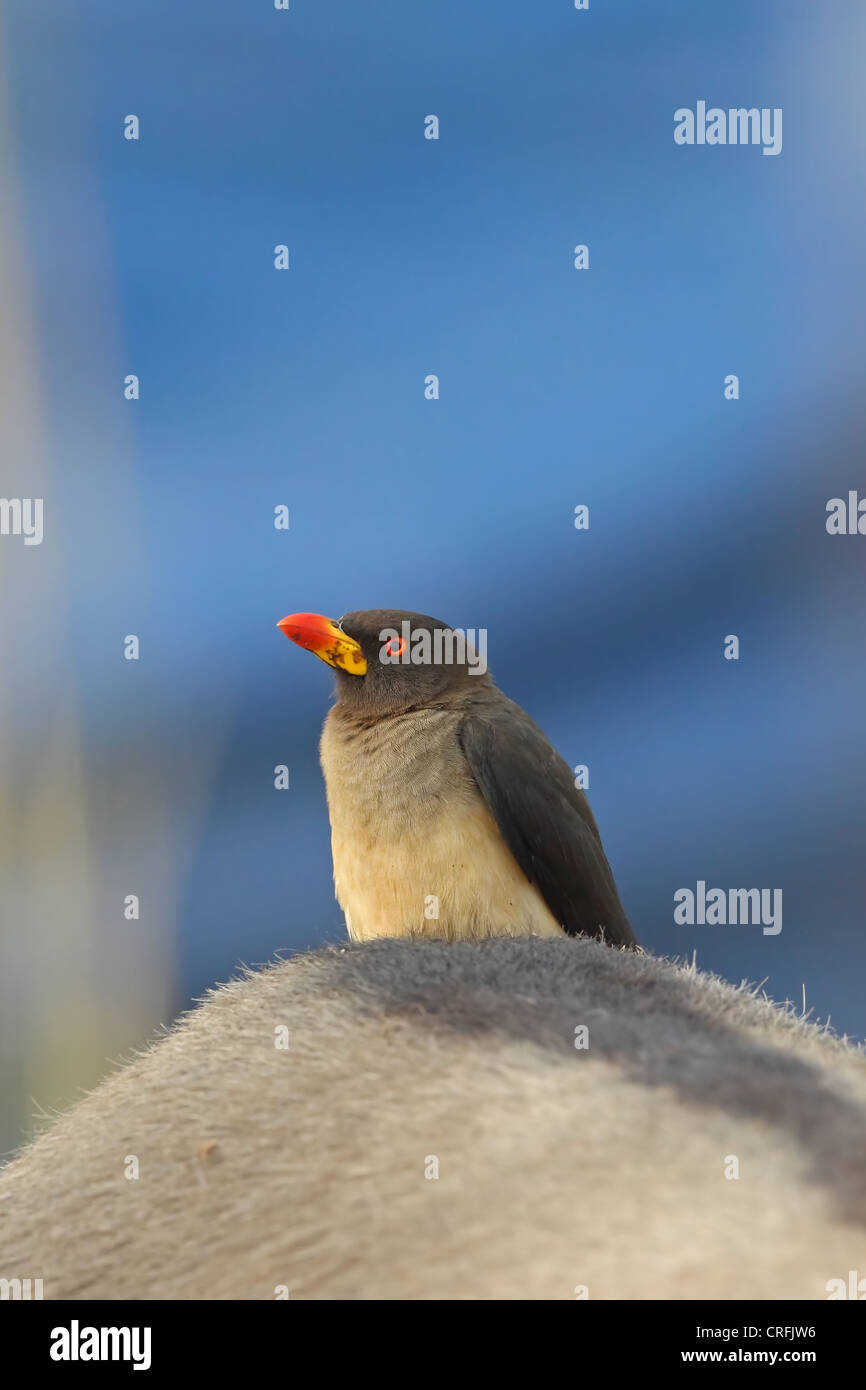 Buphagus africanus hi-res stock photography and images - Alamy