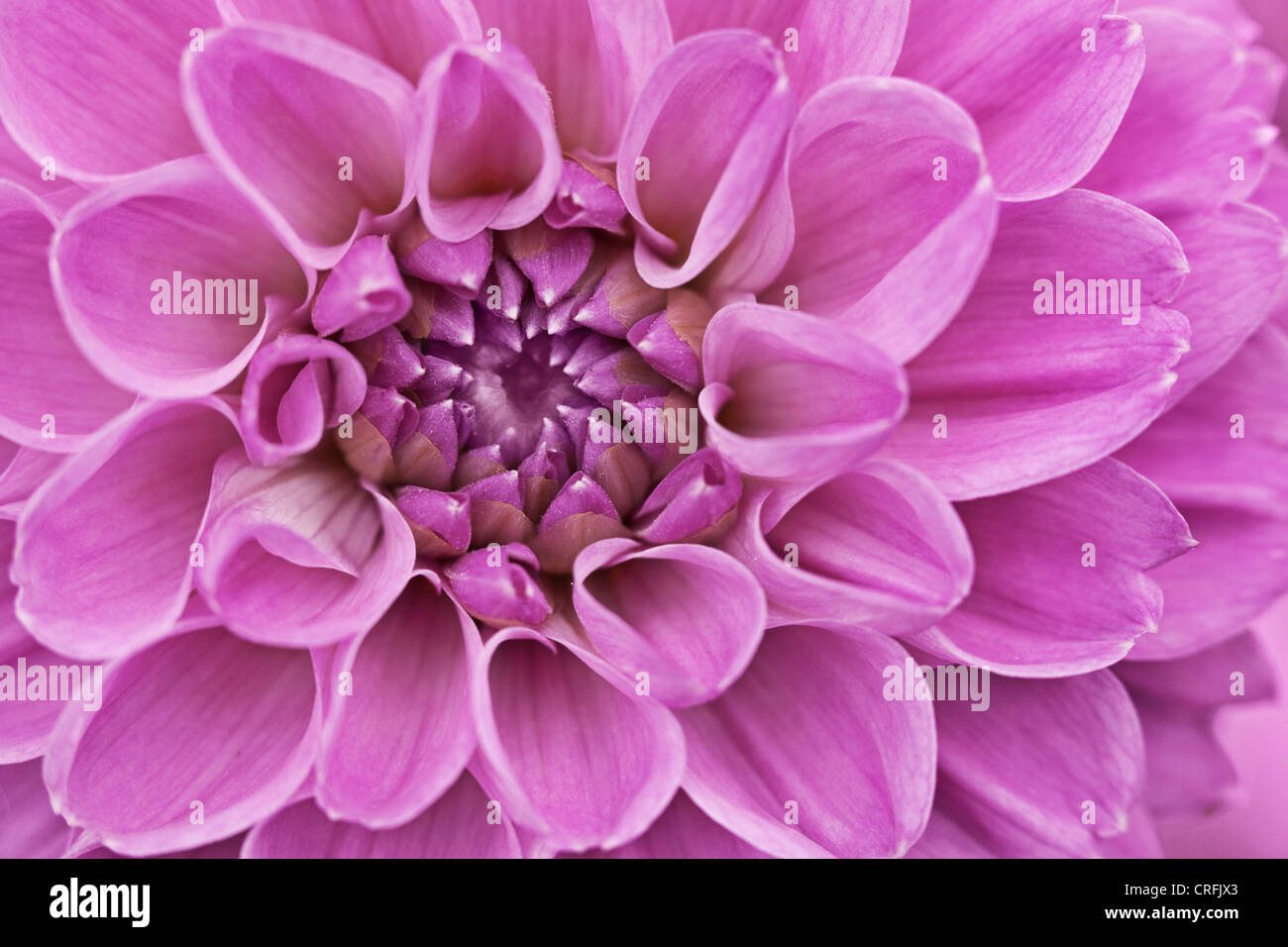 Purple color flower pattern hi-res stock photography and images - Alamy