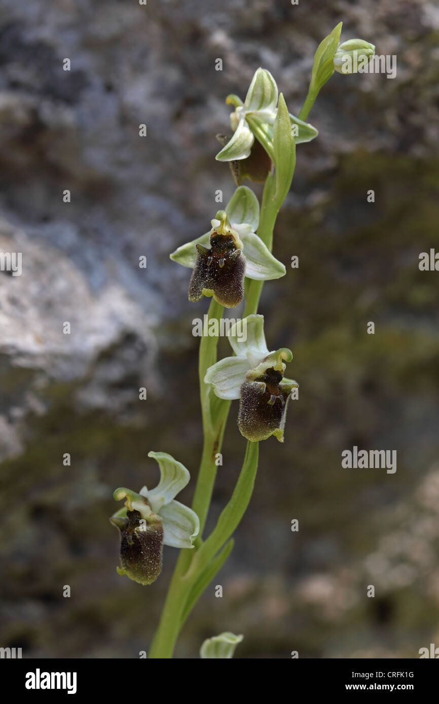 Levantine Spider Orchid (Ophrys levantina Stock Photo - Alamy