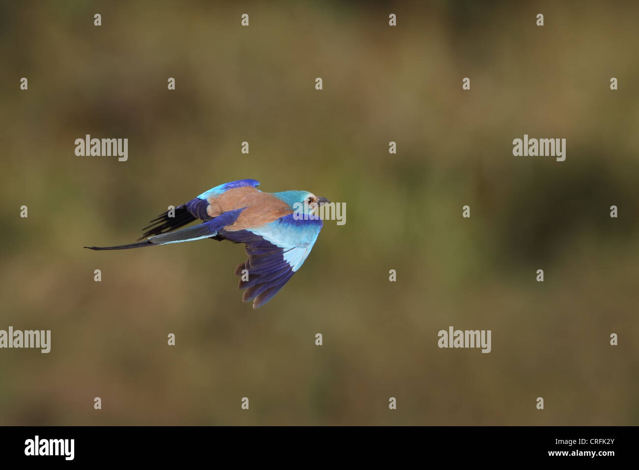 Abyssinian Roller (Coracias abyssinica Stock Photo - Alamy