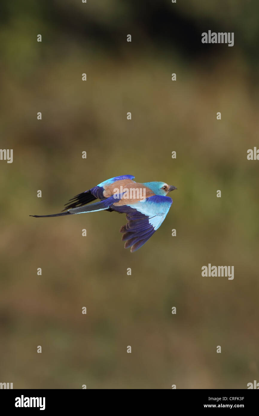 Abyssinian roller hi-res stock photography and images - Alamy