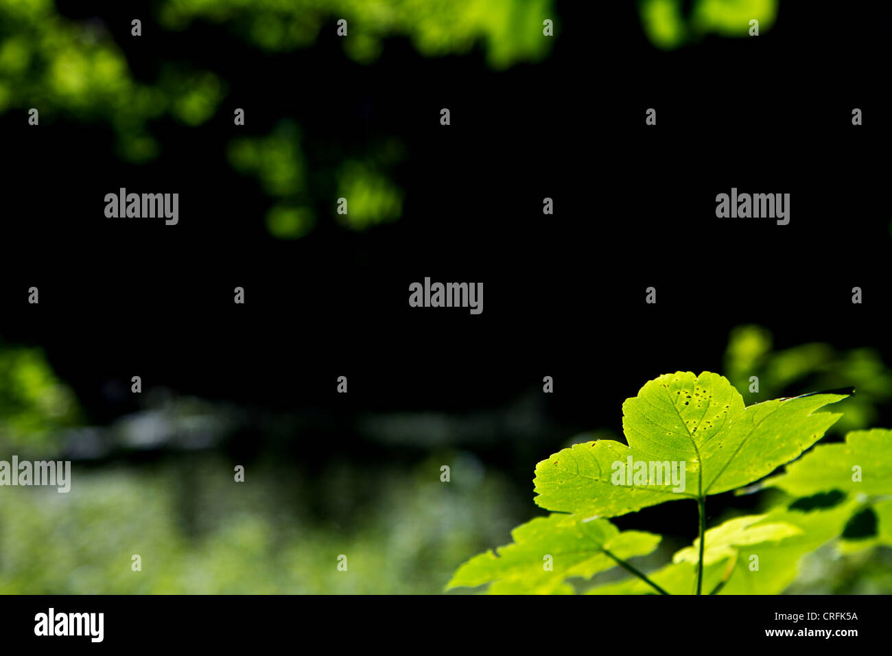 green leaves in foreground with blurry, dark background Stock Photo - Alamy