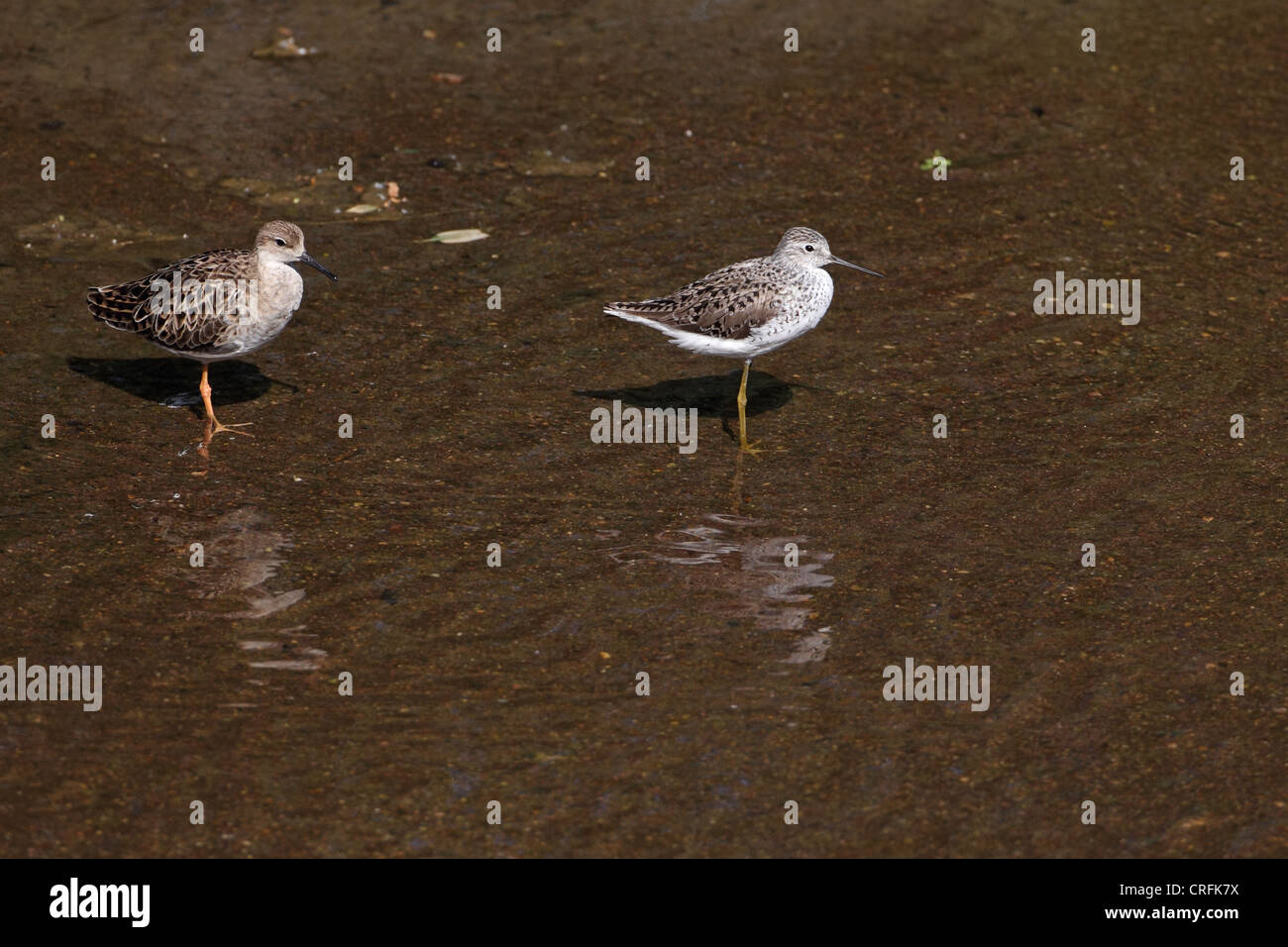 Marsh Sandpiper (Tringa stagnitilis) Ruff (Philomachus pugnax Stock ...